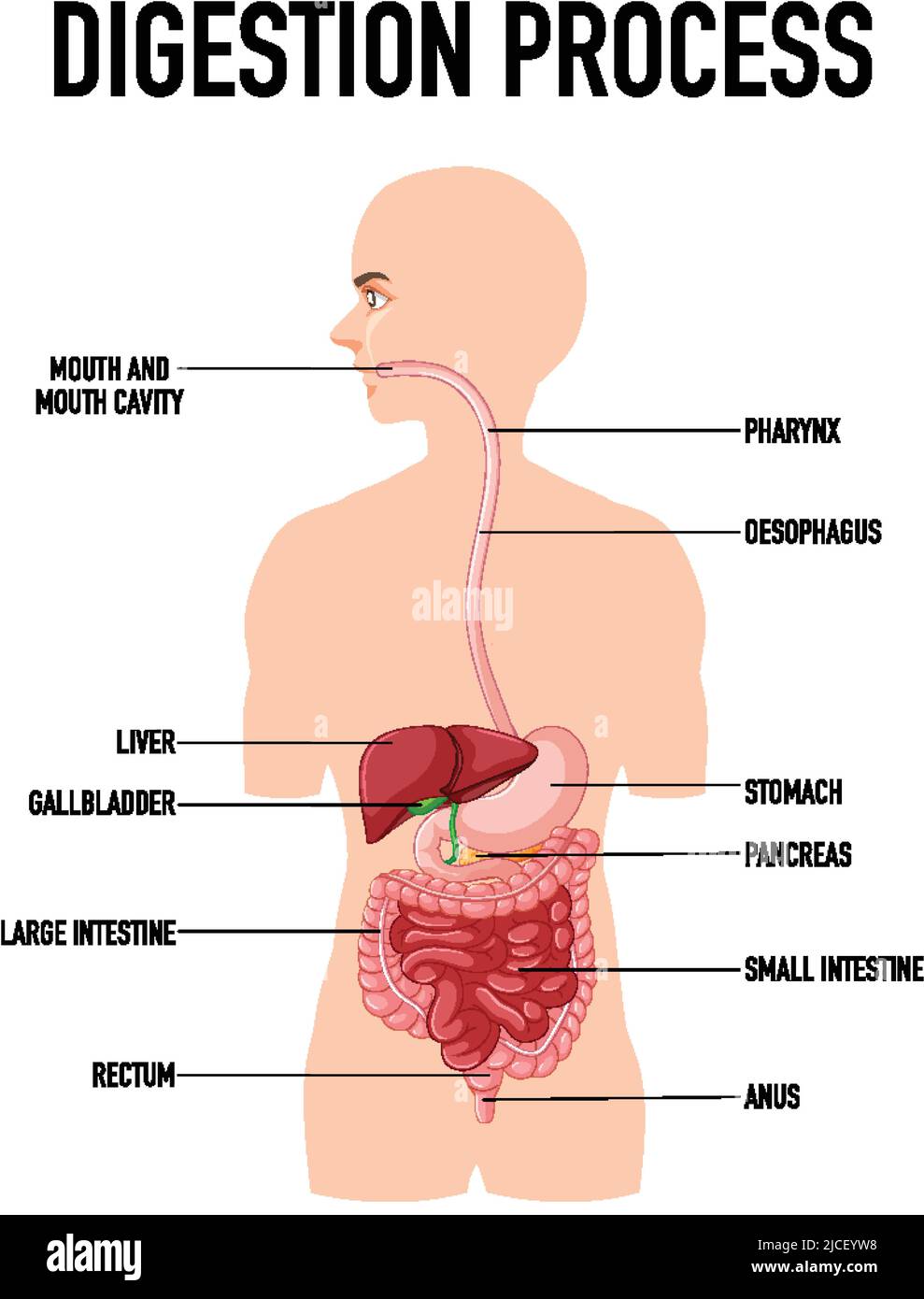 Processus de digestion Banque d'images vectorielles - Alamy