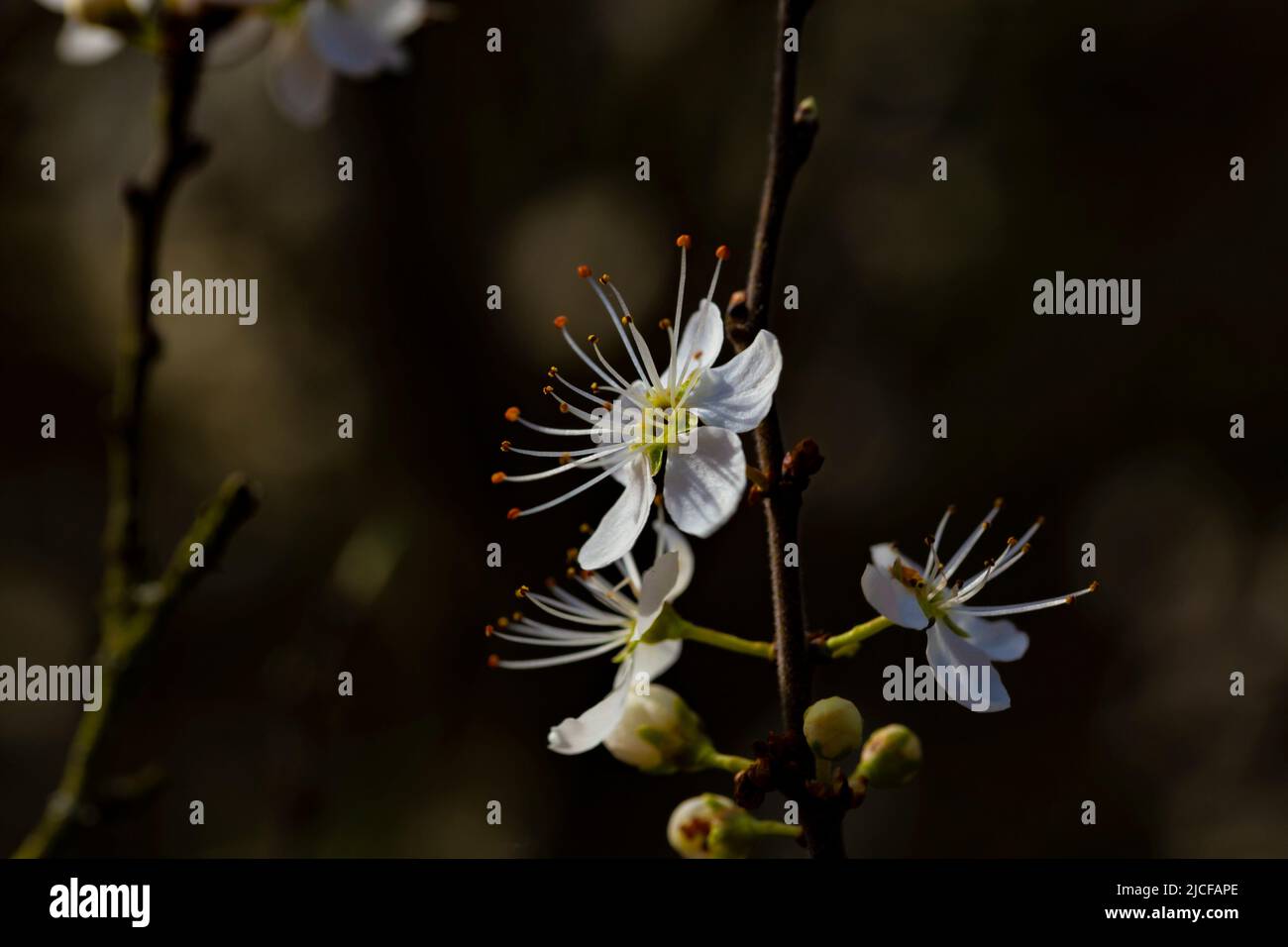 Floraison ouverte sur un prunier au printemps Banque de photographies ...