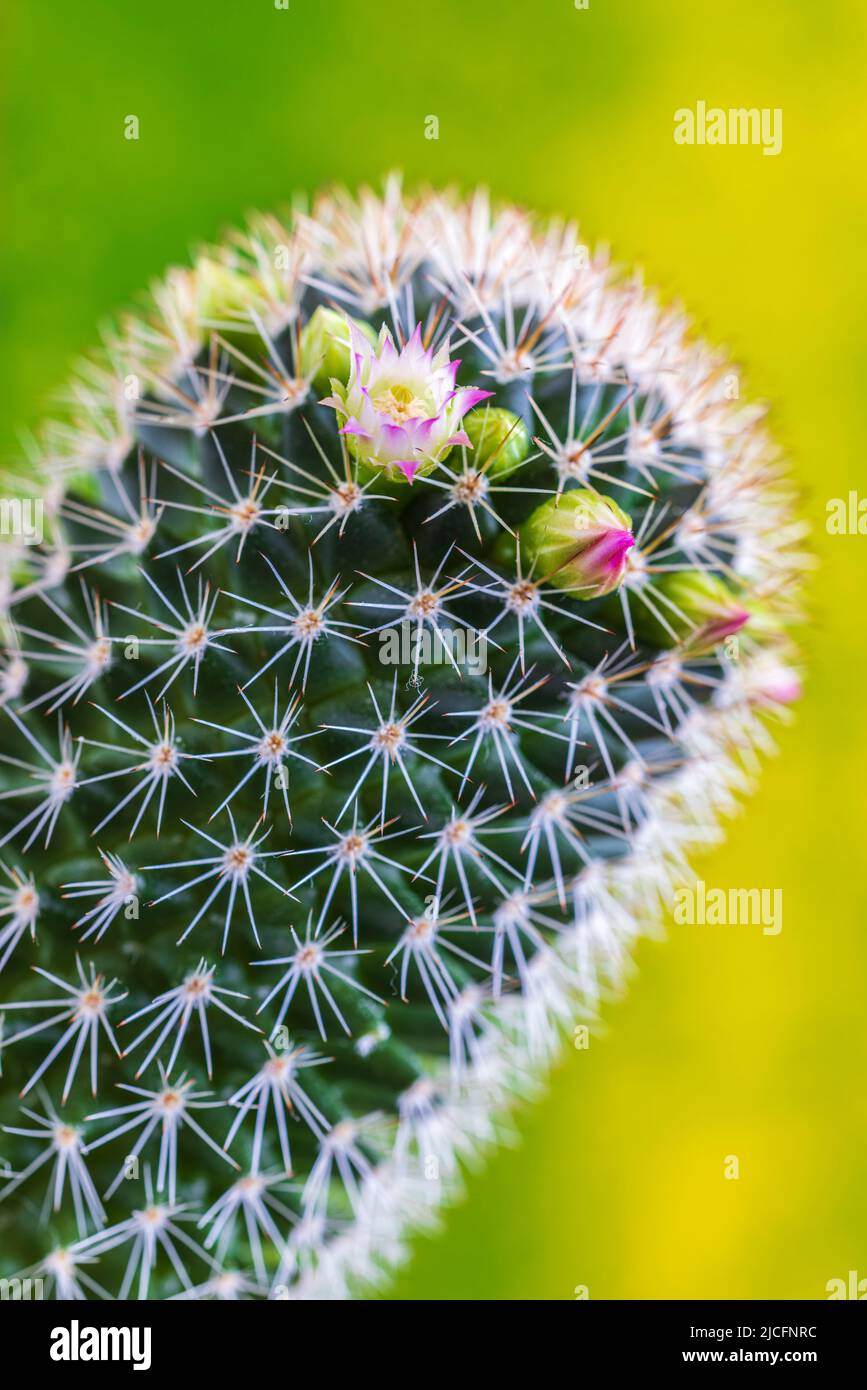 Cactus fleuri Banque de photographies et d’images à haute résolution ...