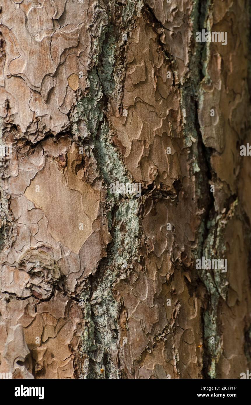 Écorce d'un pin (conifères, Pinus, Pinoideae) avec différentes couches ...