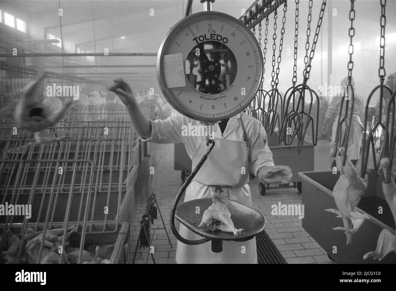 Poulet abattoir Banque d'images noir et blanc - Alamy