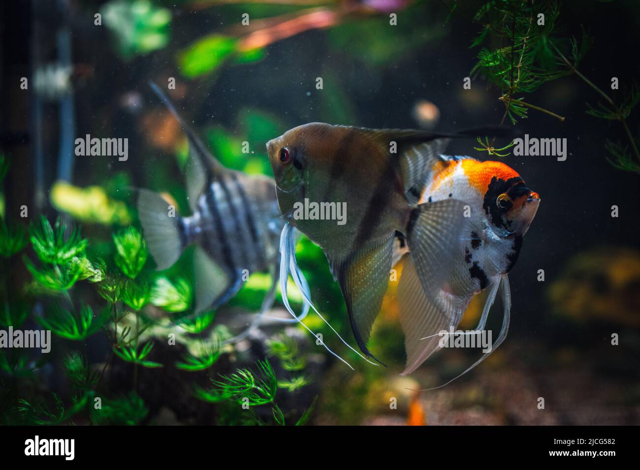 Poisson scalaire Banque de photographies et d’images à haute résolution ...