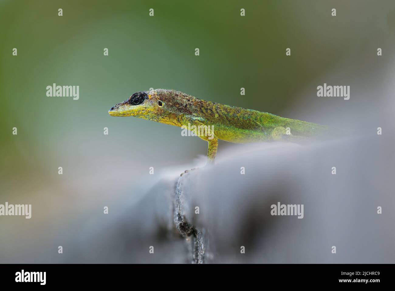 Anolis extremus - Barbade anole lézard originaire de la Barbade ...