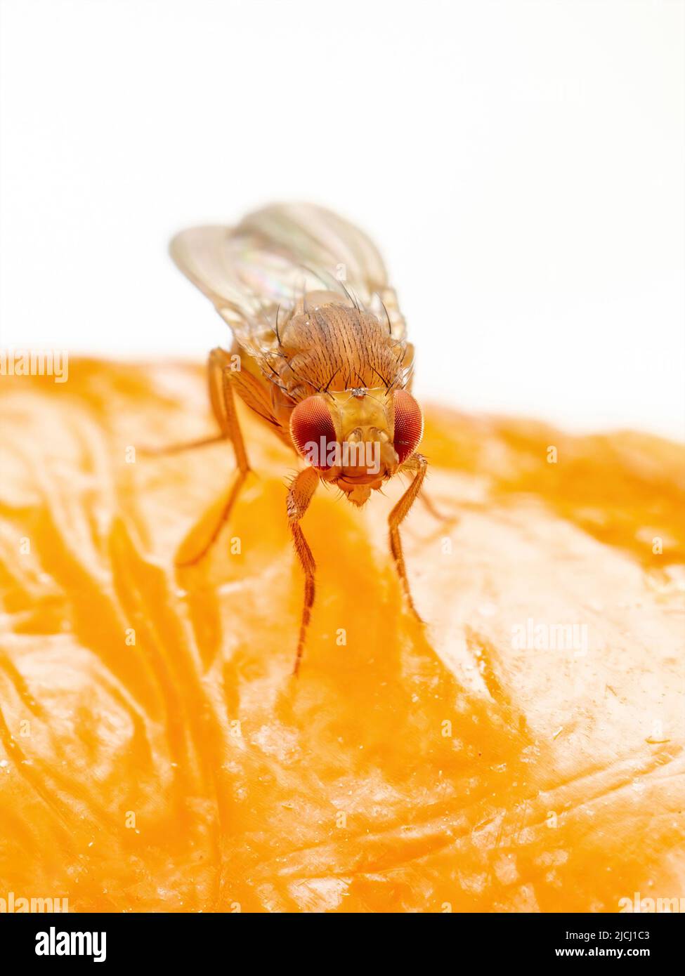 Fruit fly drosophila melanogaster wing Banque de photographies et d ...