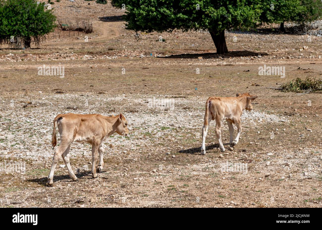 Veaux de veau Banque d'image et photos - Alamy