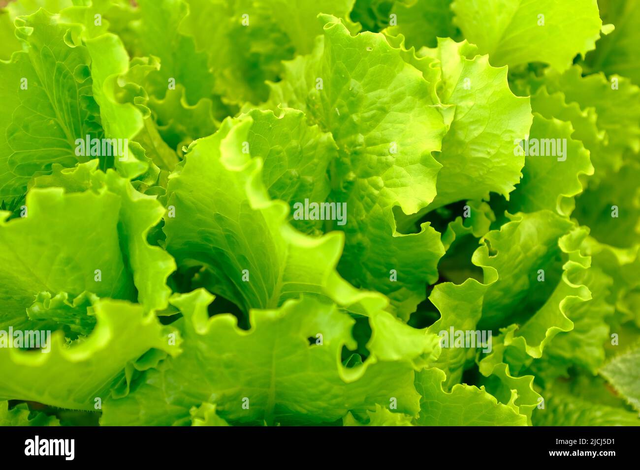 Feuilles de salade vert clair, vue de dessus. Légumes à feuilles vertes ...
