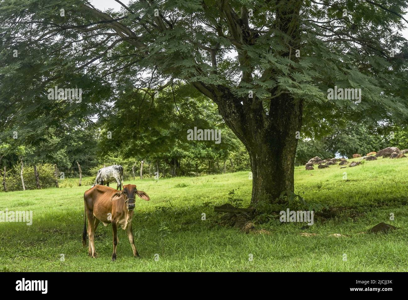 árbol de conacaste Banque de photographies et d’images à haute ...