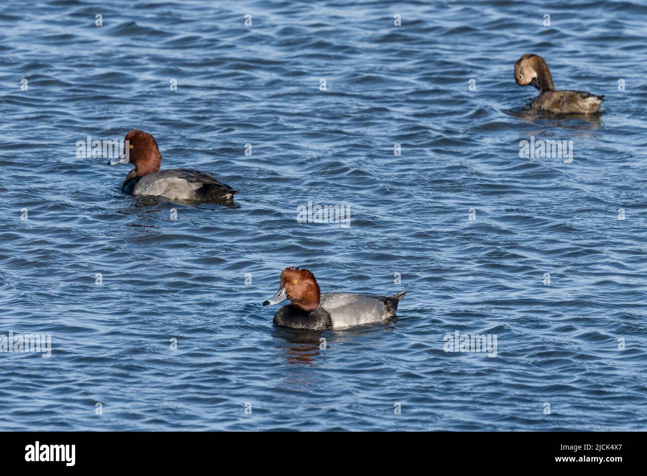 Canards roux aythya americana Banque d'image et photos - Alamy