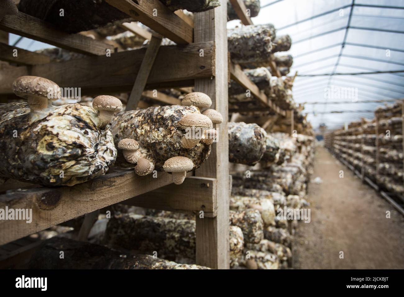 élevage de champignons Banque de photographies et d’images à haute résolution - Alamy