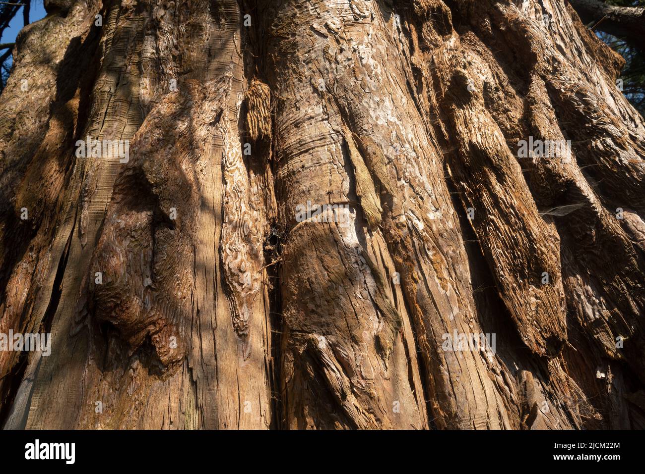 Les séquoias aboient naturellement résistantes aux insectes champignons ...