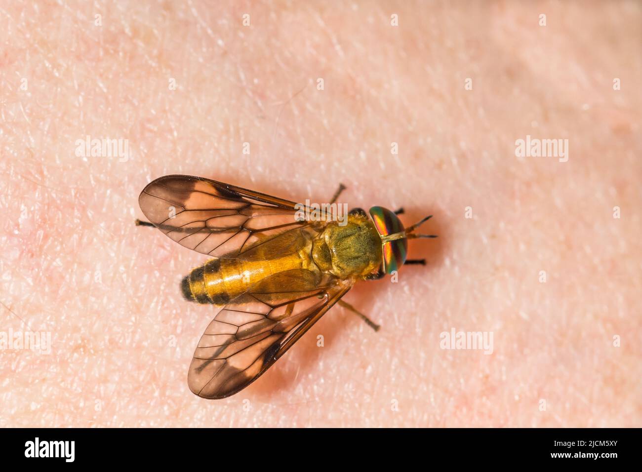 Identification de la mouche Banque de photographies et d’images à haute ...