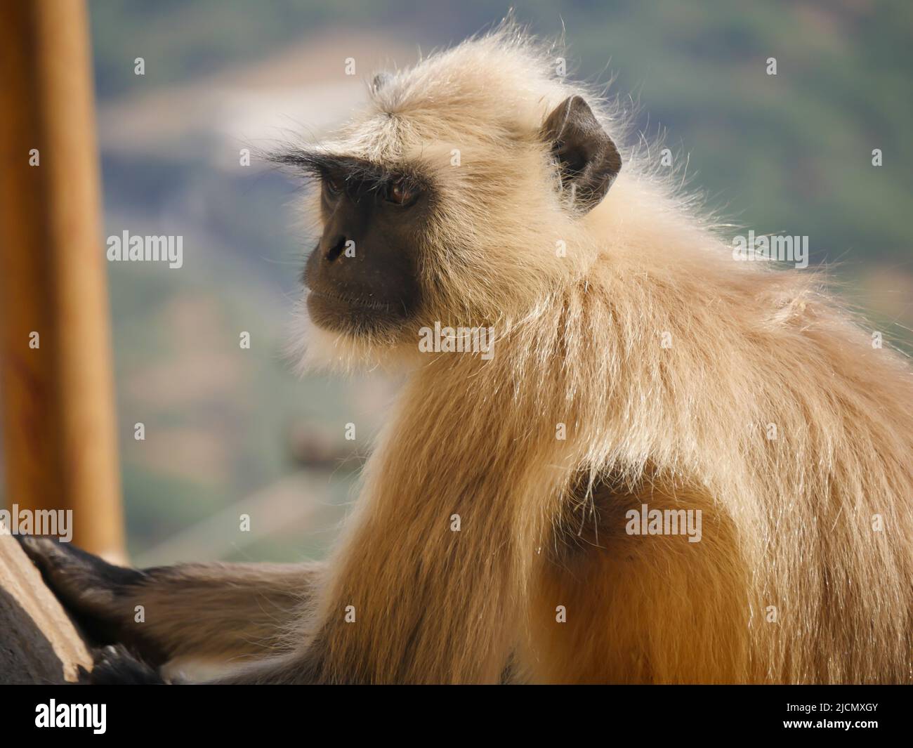 Poser des singes Banque d'image et photos - Alamy