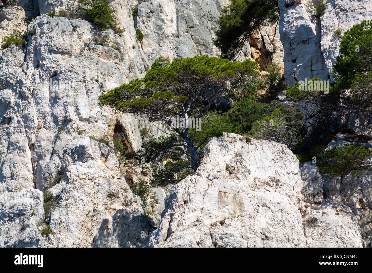Pins méditerranéens qui poussent sur des roches calcaires blanches et des falaises dans le parc ...
