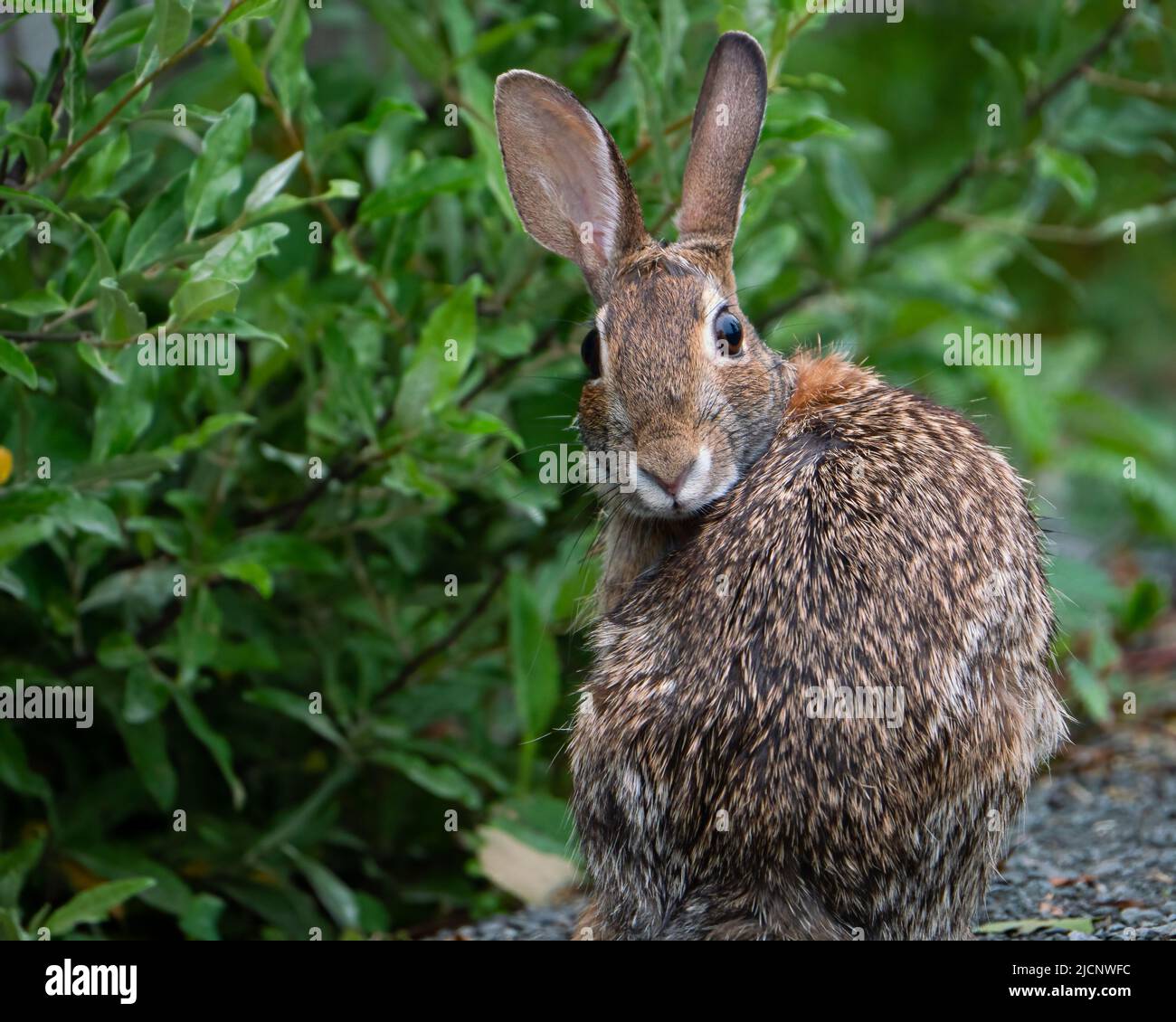 Queue de lapin Banque de photographies et d’images à haute résolution ...