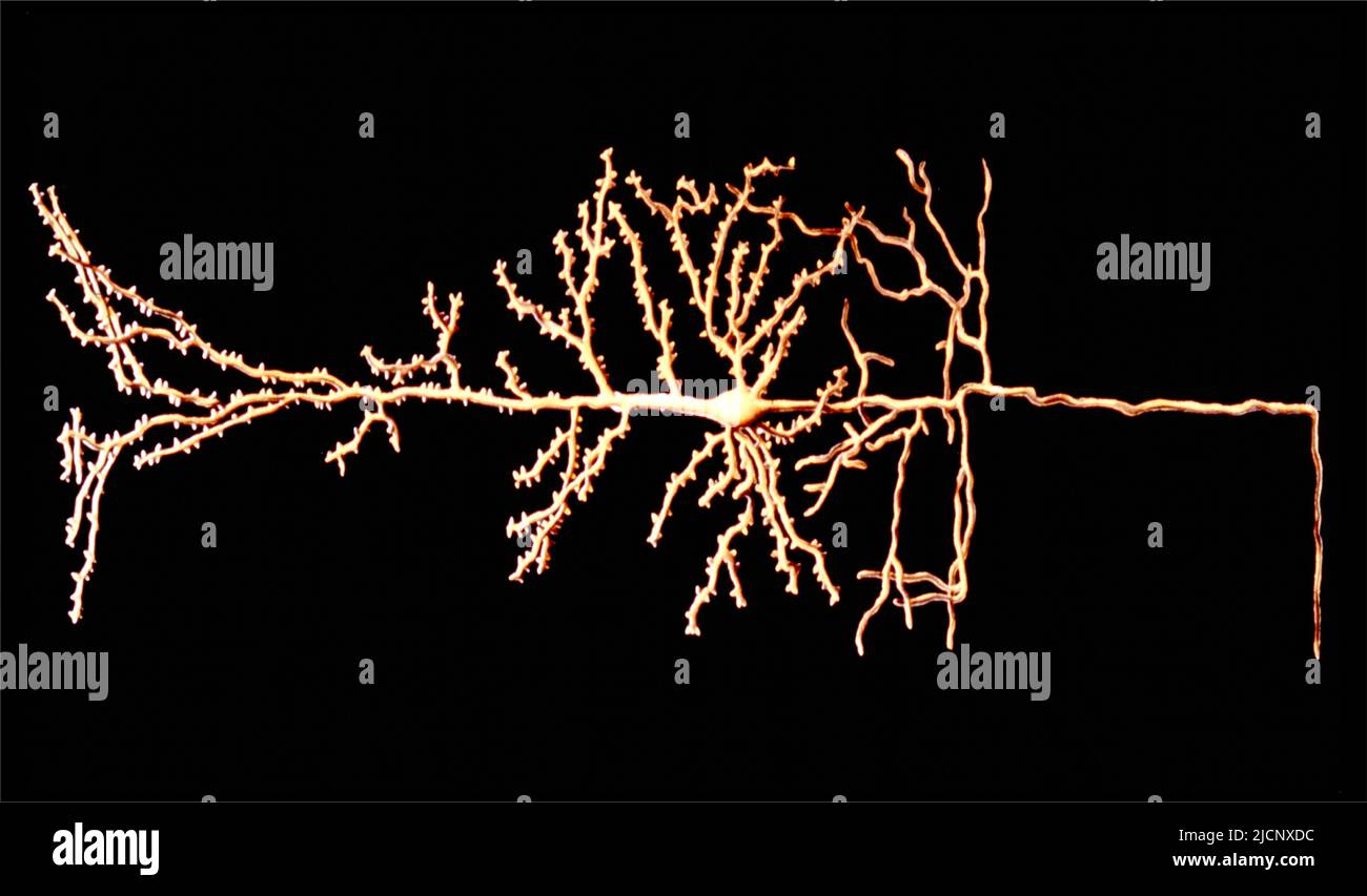 Illustration d'une cellule nerveuse pyramidale, ou neurone, du cortex ...