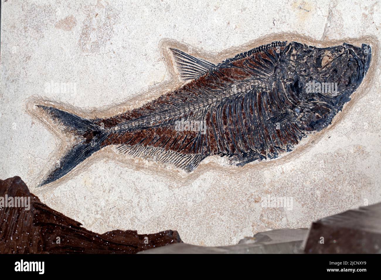 Fossile de Diplomystus dentatus, une espèce de poisson du genre disparu ...