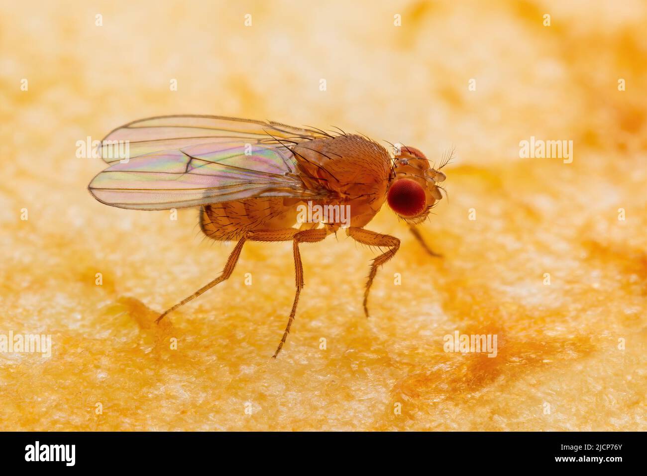 Mouche des fruits tropicaux Drosophila Diptera parasite insecte ...