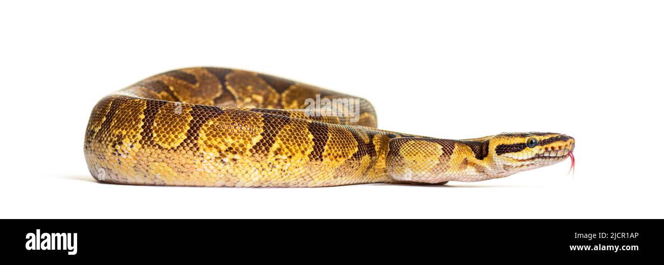 Python regius avec la langue dehors Banque de photographies et d’images ...