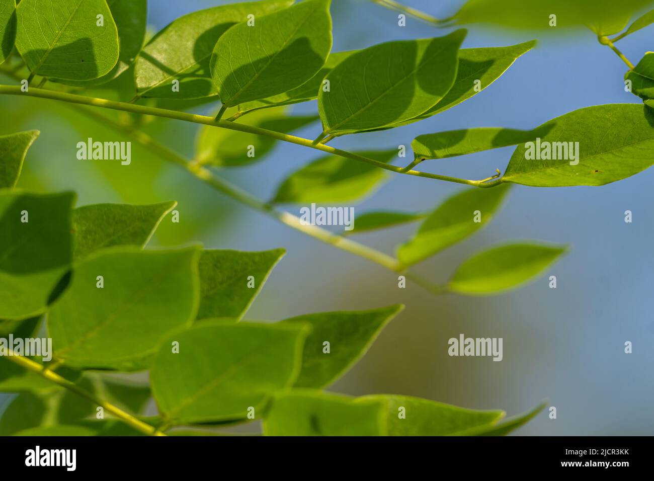 Gamal plante qui a de fines feuilles vertes, pousse pour des clôtures ...