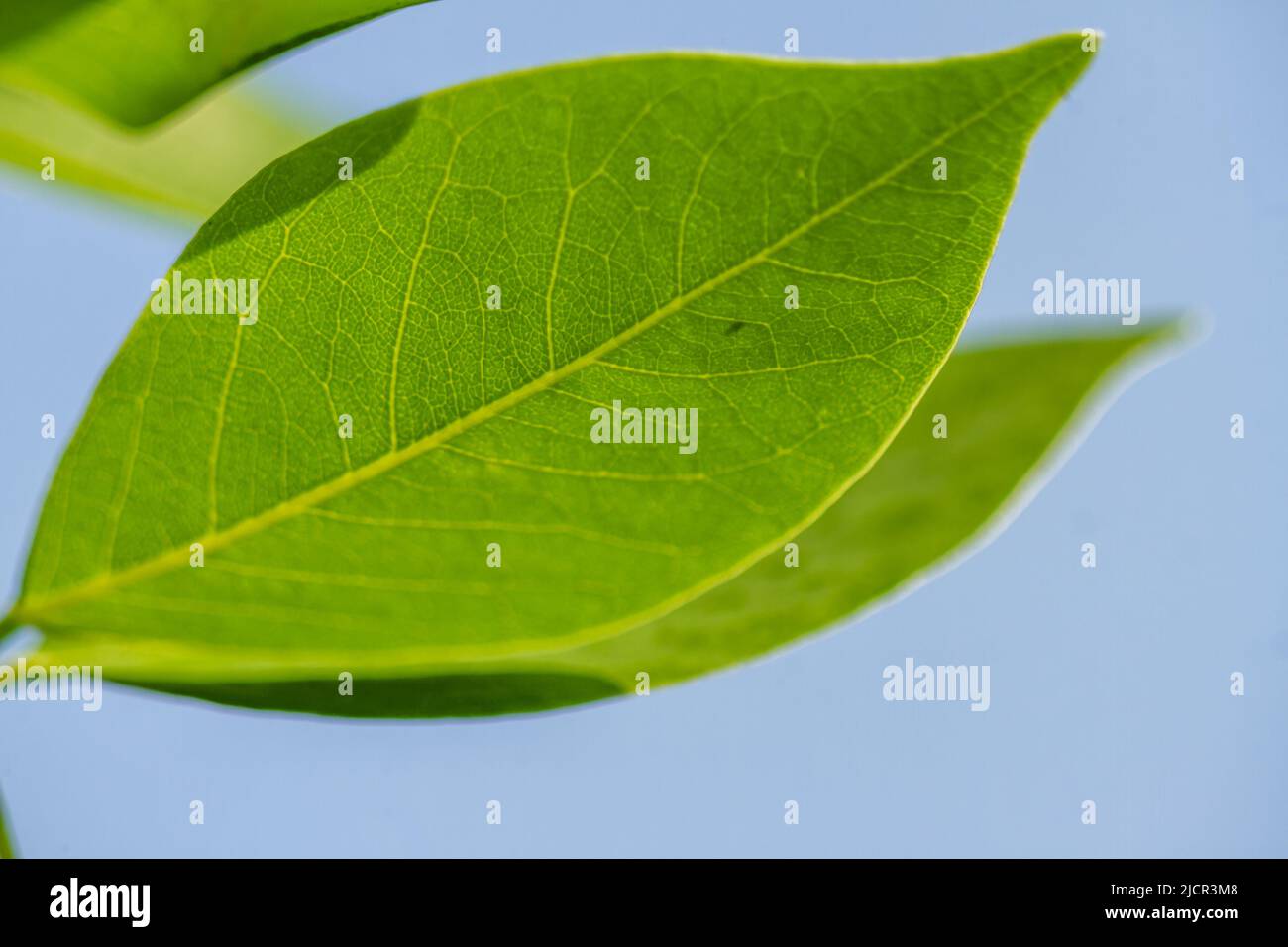 Gamal plante qui a de fines feuilles vertes, pousse pour des clôtures ...