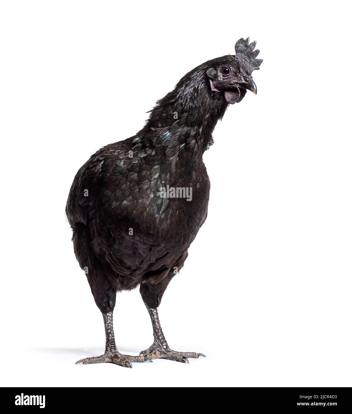 Ayam cemani Banque de photographies et d’images à haute résolution - Alamy