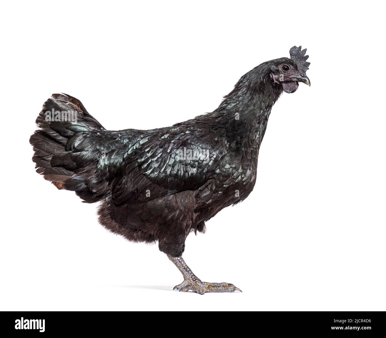 Ayam cemani Banque de photographies et d’images à haute résolution - Alamy