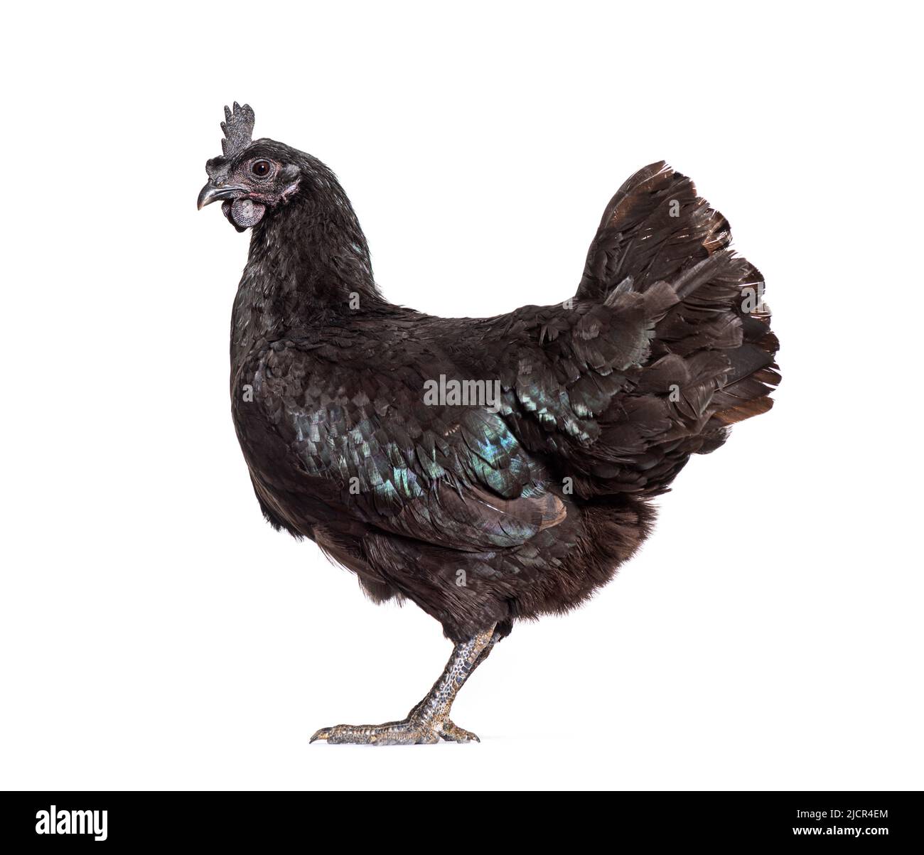 Ayam cemani Banque de photographies et d’images à haute résolution - Alamy