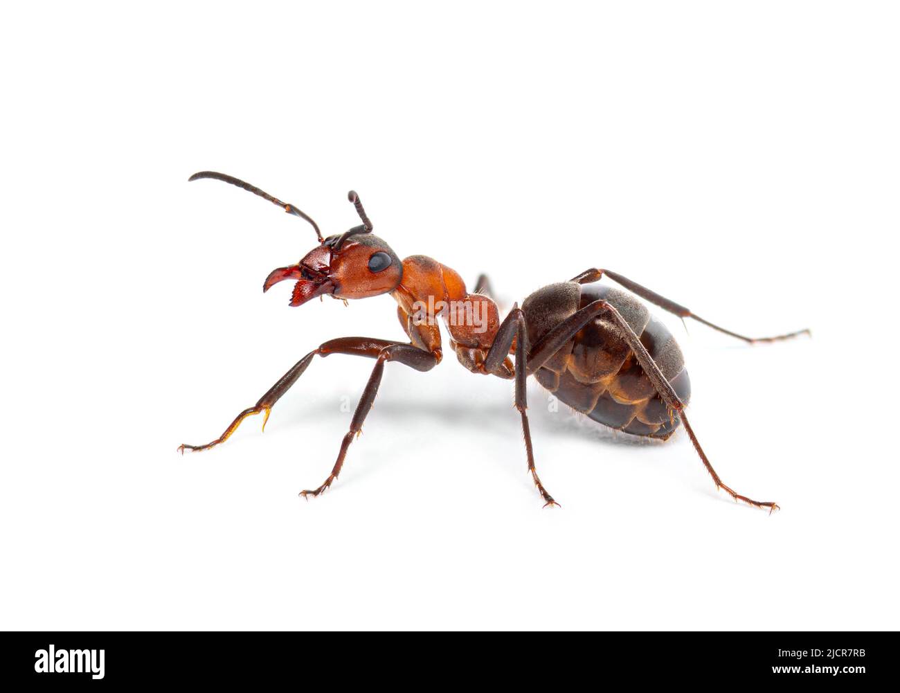 Petite fourmi rouge Banque d'images détourées - Alamy