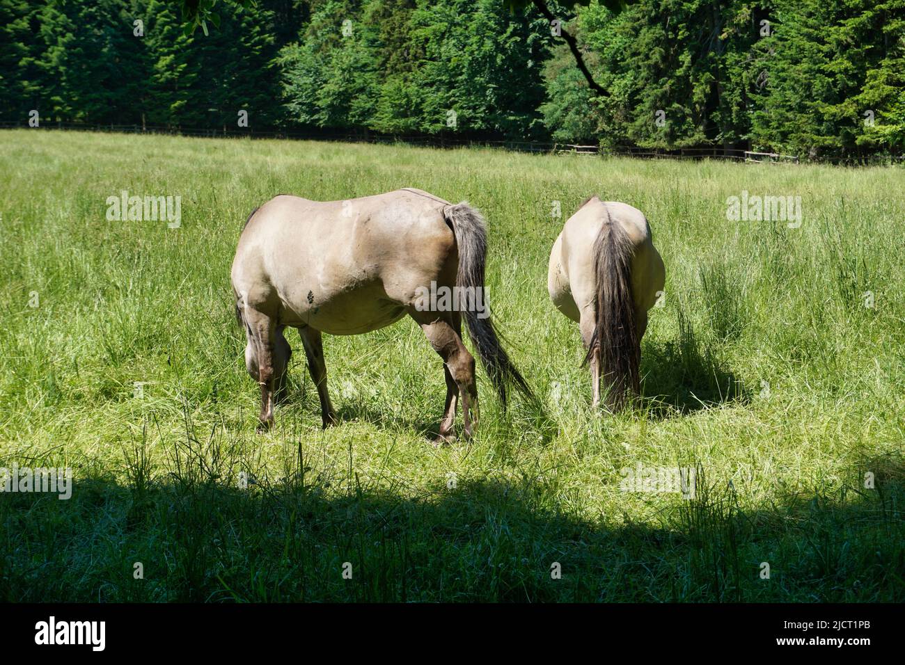 Le konik polski Banque de photographies et d’images à haute résolution ...
