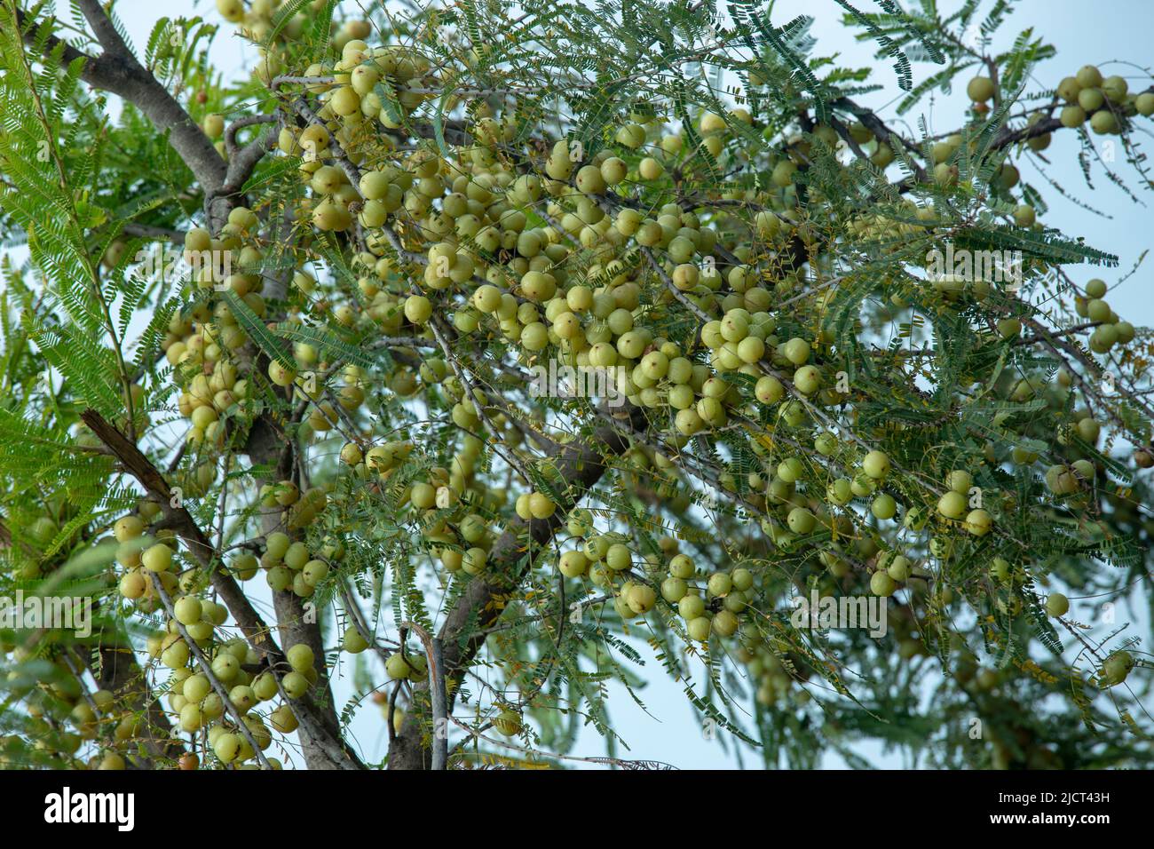 l'amla qui pousse sur les arbres dans les zones rurales et les forêts ...
