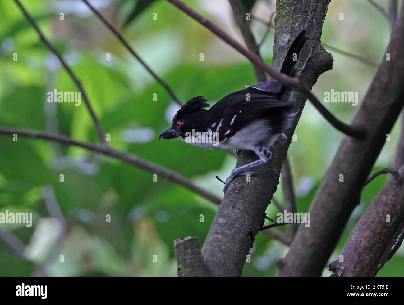 Grand Antsmike (Taraba major obscurus) adulte mâle perché sur une ...
