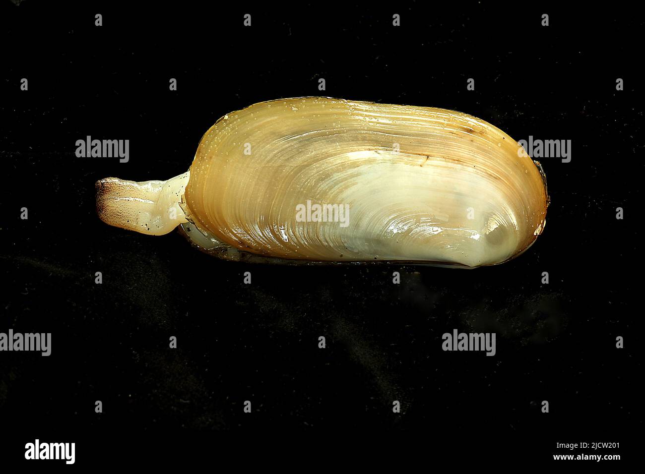 Gooey duck Banque de photographies et d’images à haute résolution - Alamy