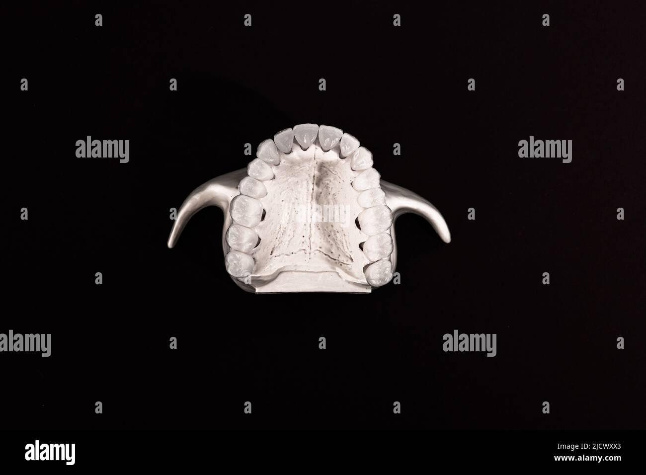 Modèle anatomique de mâchoire humaine inférieure avec dents isolé sur ...