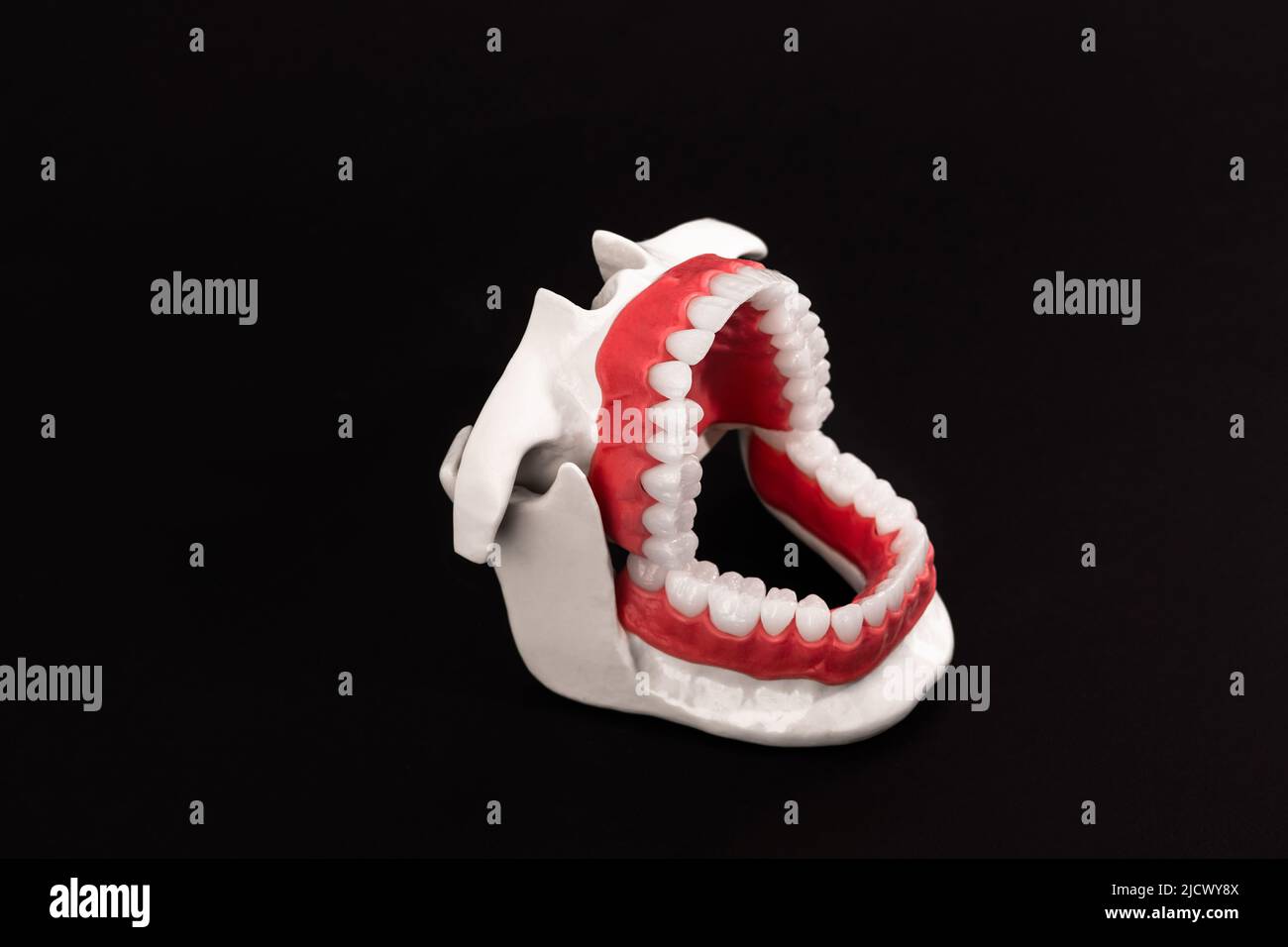 Modèle anatomique de la mâchoire humaine avec dents et gencives isolé ...