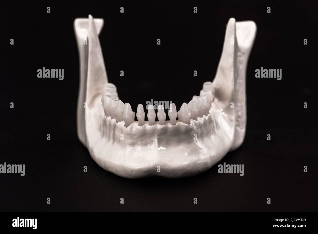 Modèle anatomique de mâchoire humaine inférieure avec dents isolé sur ...