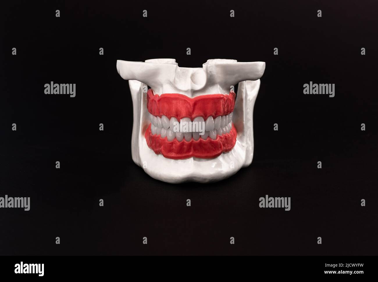 Modèle anatomique de la mâchoire humaine avec dents et gencives isolé ...