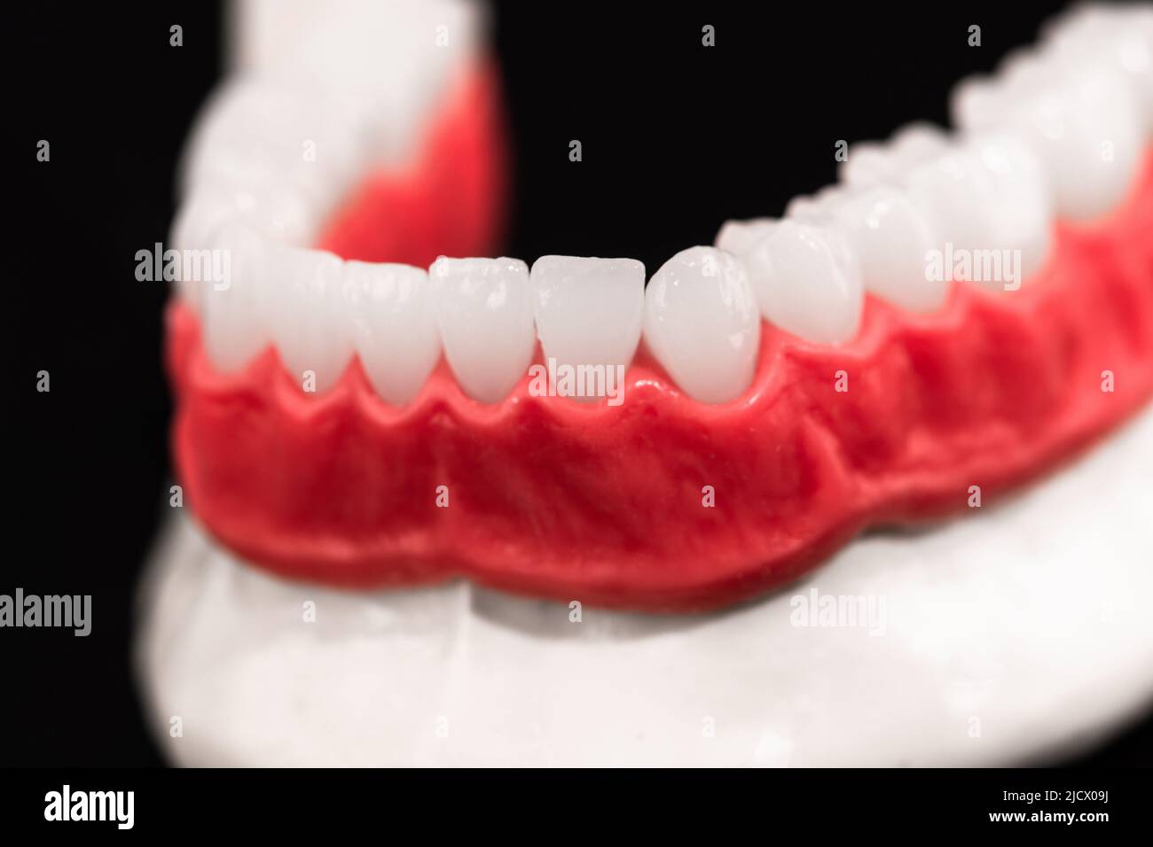 Mâchoire inférieure humaine avec dents et gencives modèle anatomique ...