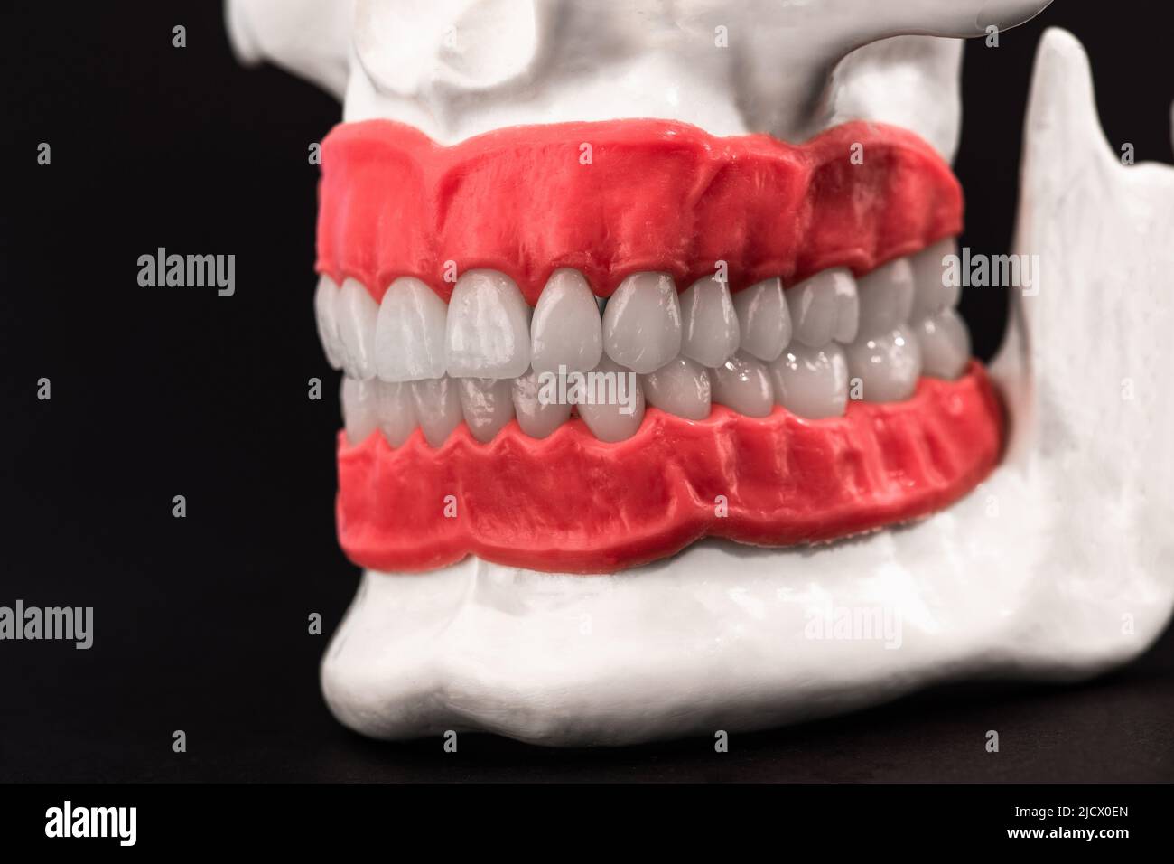 Modèle anatomique de la mâchoire humaine avec dents et gencives isolé sur fond bleu. Concept de ...