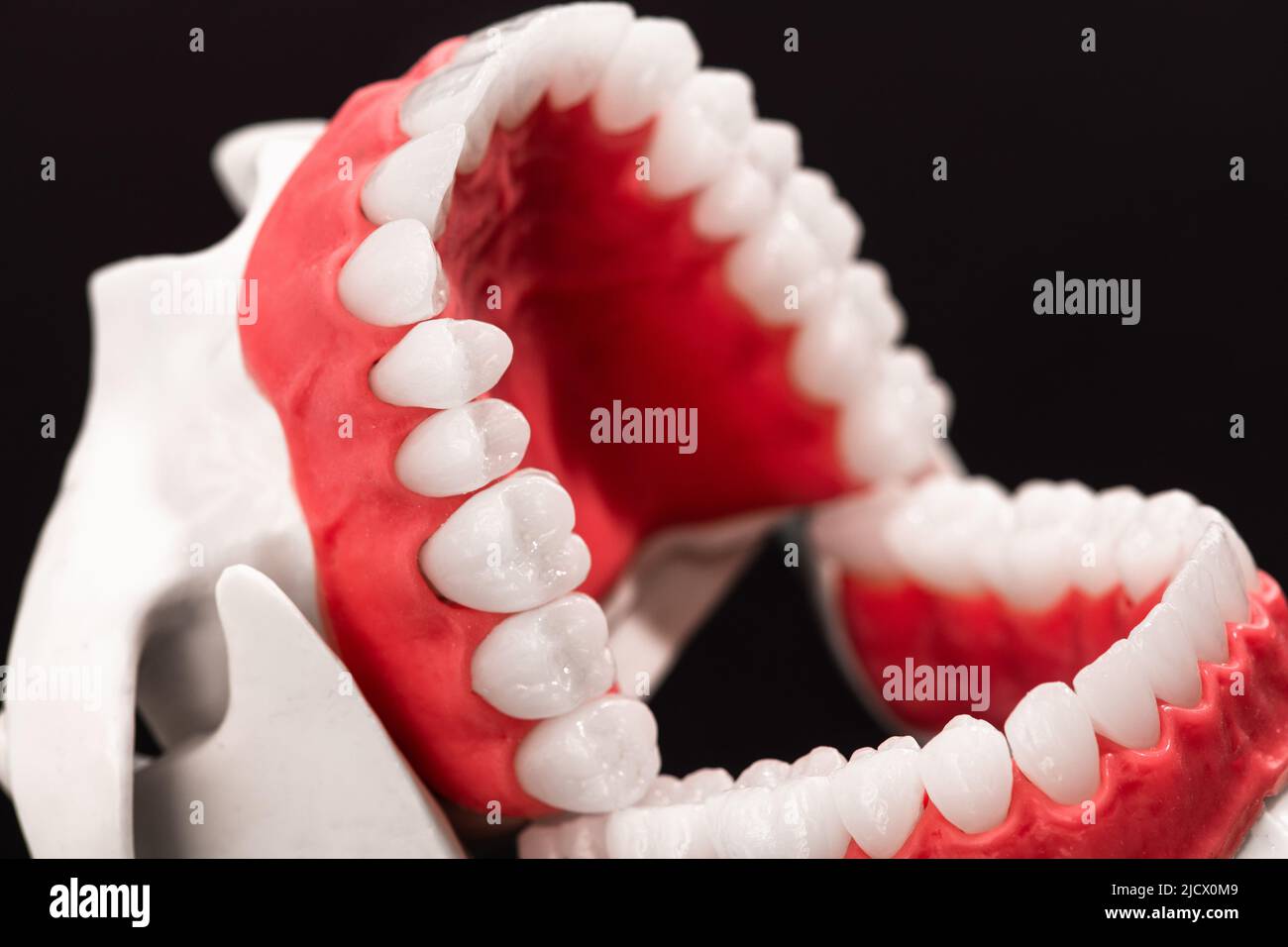 Modèle anatomique de la mâchoire humaine avec dents et gencives isolé ...