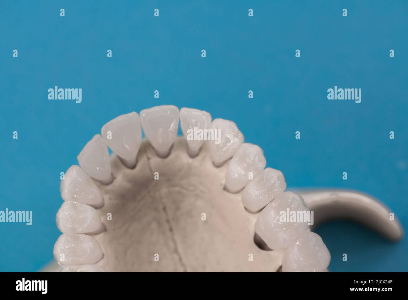 Modèle anatomique de la mâchoire supérieure humaine avec dents isolé ...