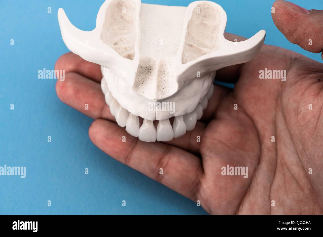 Modèle anatomique de la mâchoire supérieure humaine avec dents isolé ...