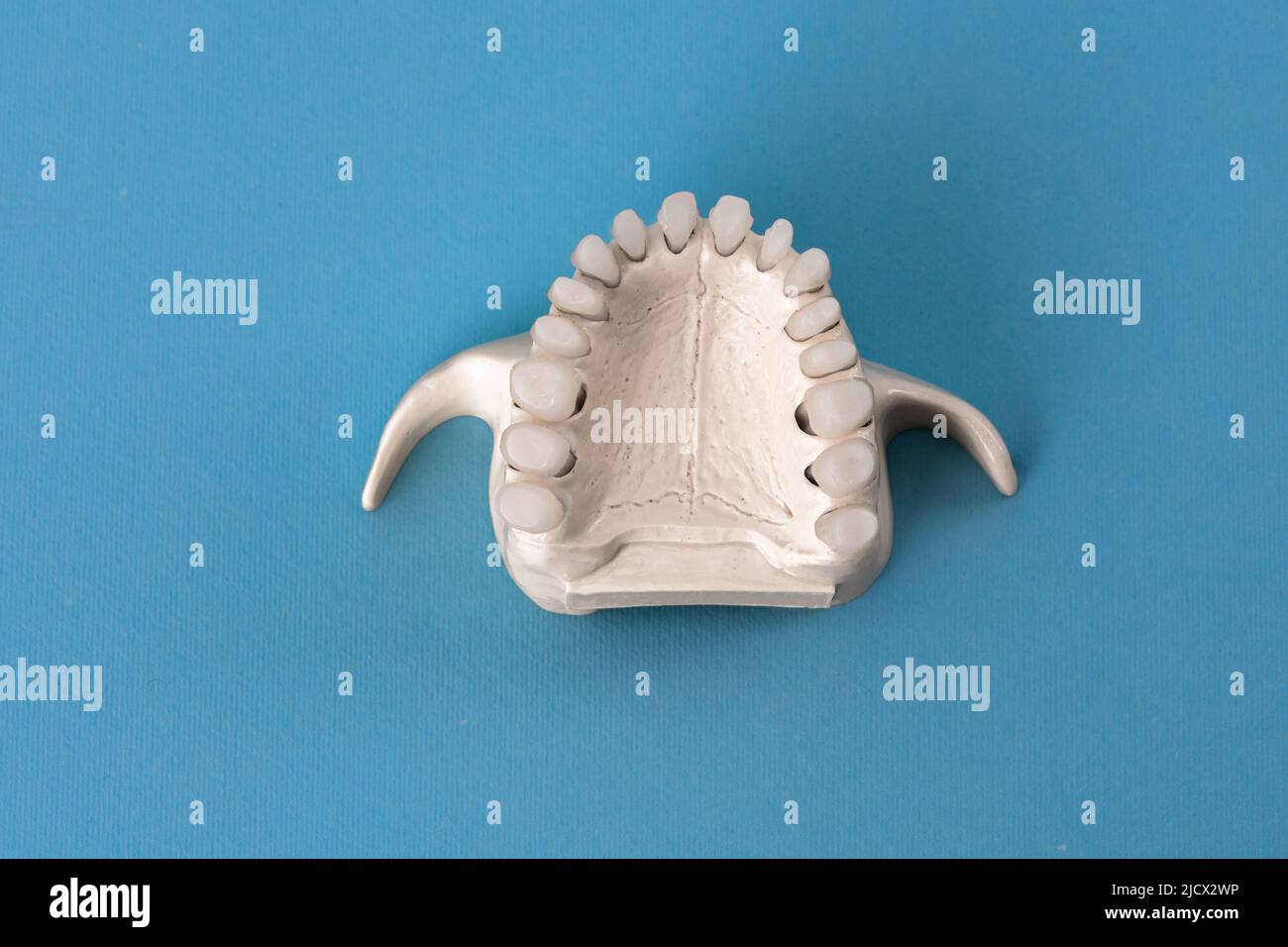 Modèle anatomique de la mâchoire supérieure humaine avec dents isolé ...