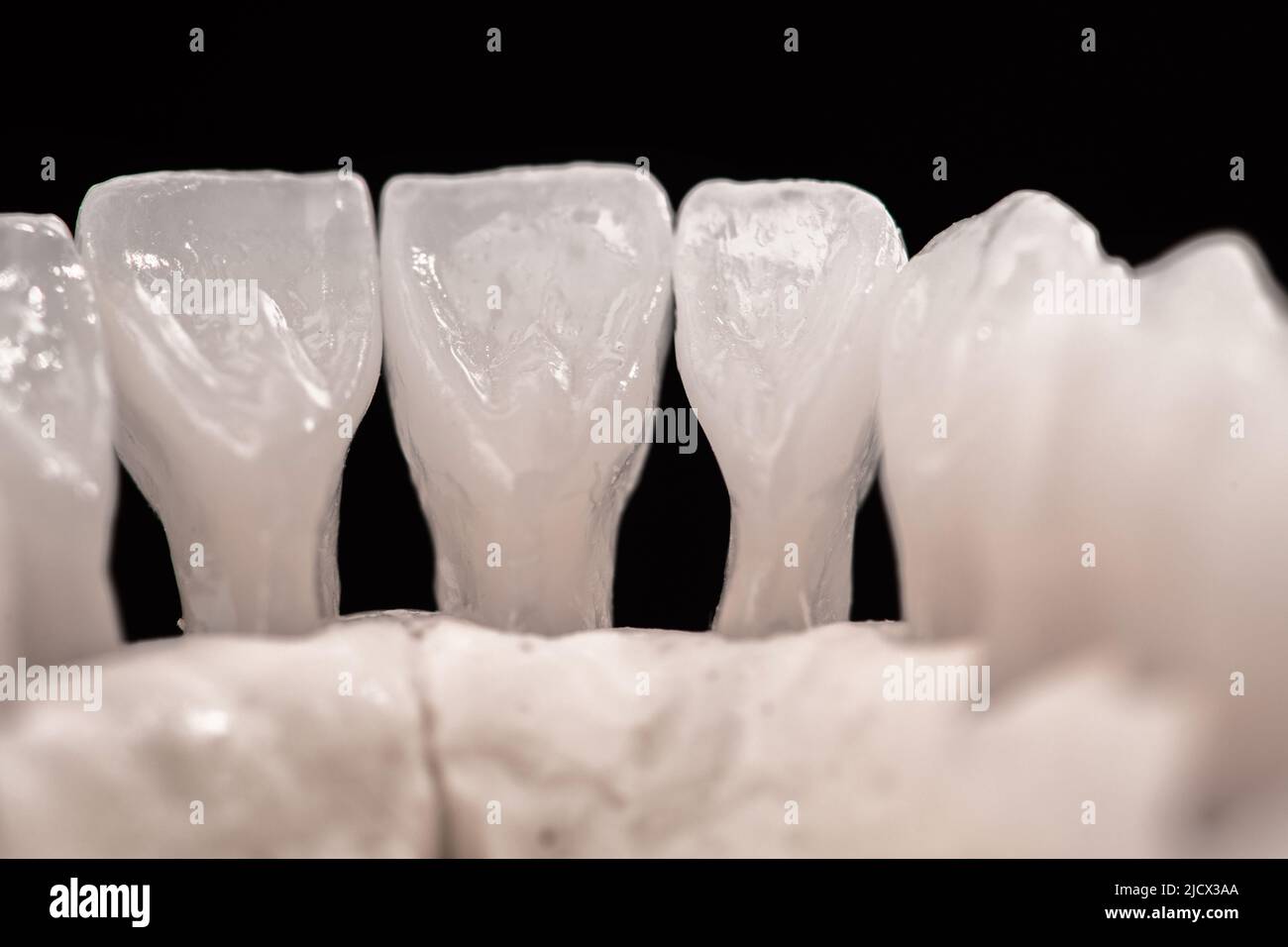 Modèle anatomique de mâchoire humaine inférieure avec dents isolé sur ...