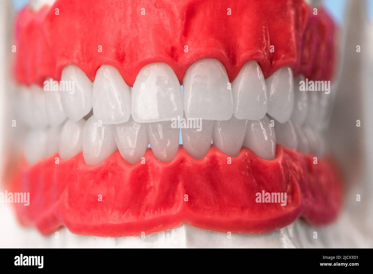 Modèle anatomique de la mâchoire humaine avec dents et gencives isolé ...