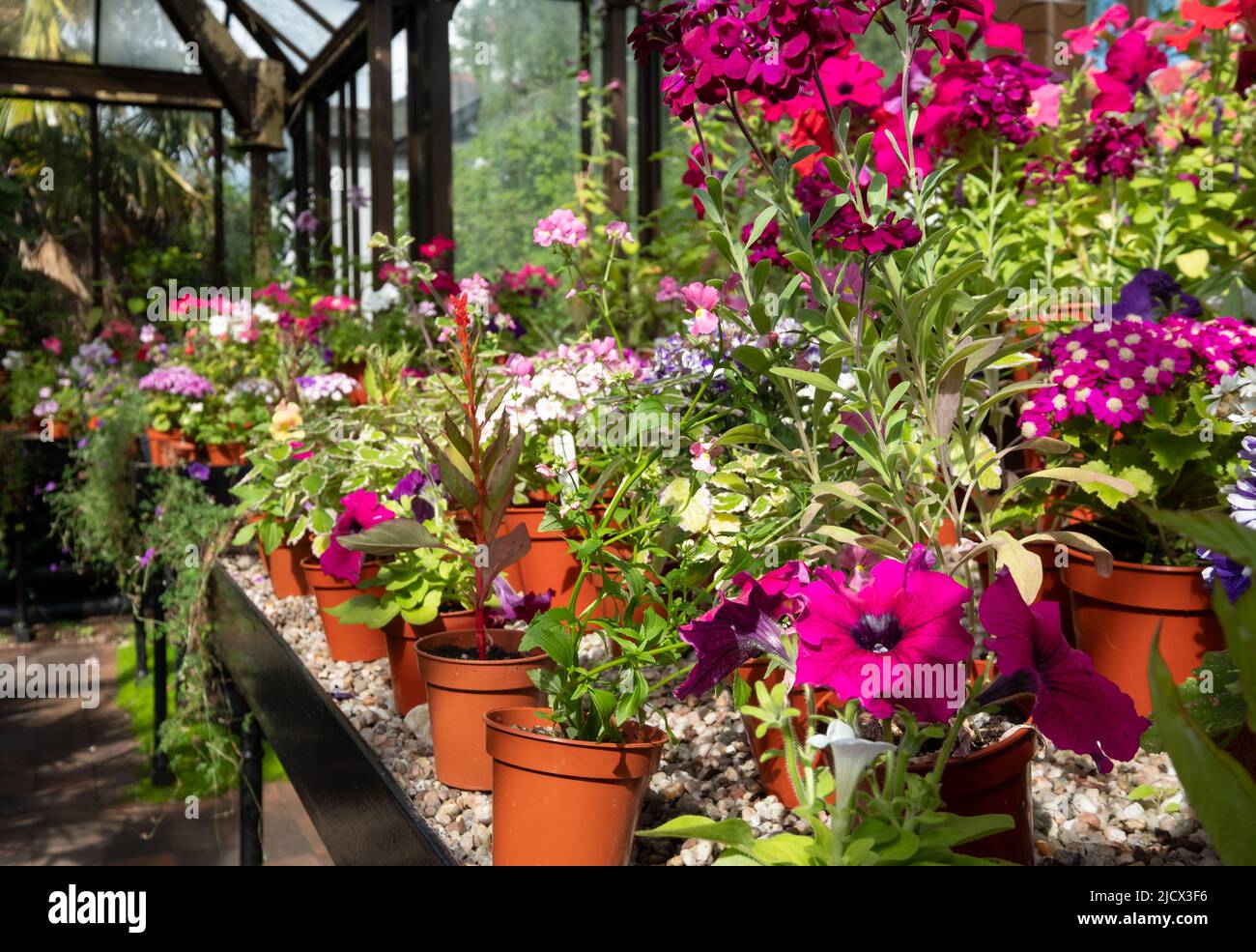 Plantes à fleurs en pots, notamment primulas, pétunias, phlox et ...