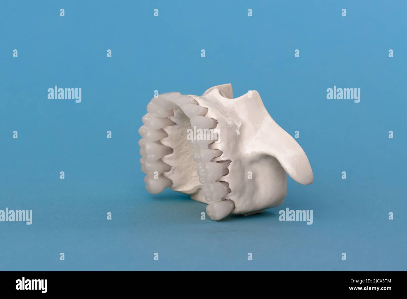 Modèle anatomique de la mâchoire supérieure humaine avec dents isolé ...