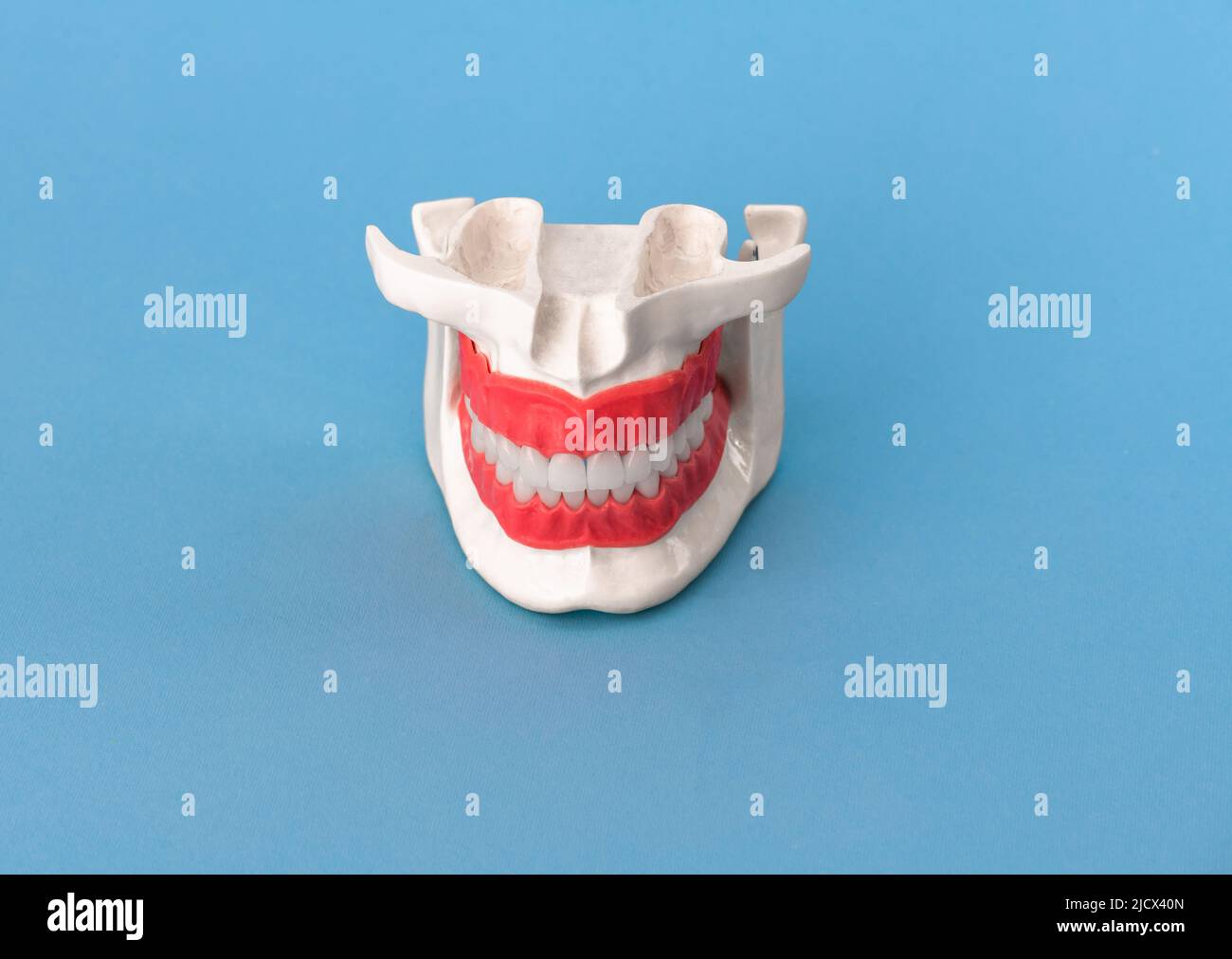Modèle anatomique de la mâchoire humaine avec dents et gencives isolé ...