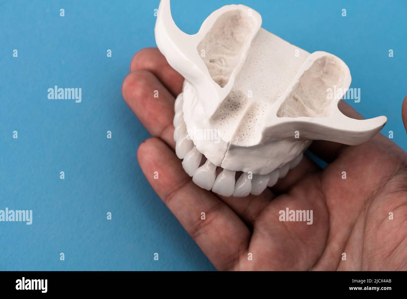 Modèle anatomique de la mâchoire supérieure humaine avec dents isolé ...