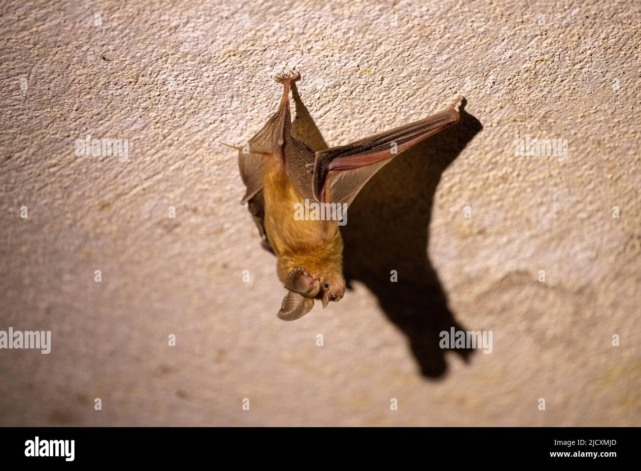 La chauve-souris trident (Asellia tridens) est une espèce de chauve ...