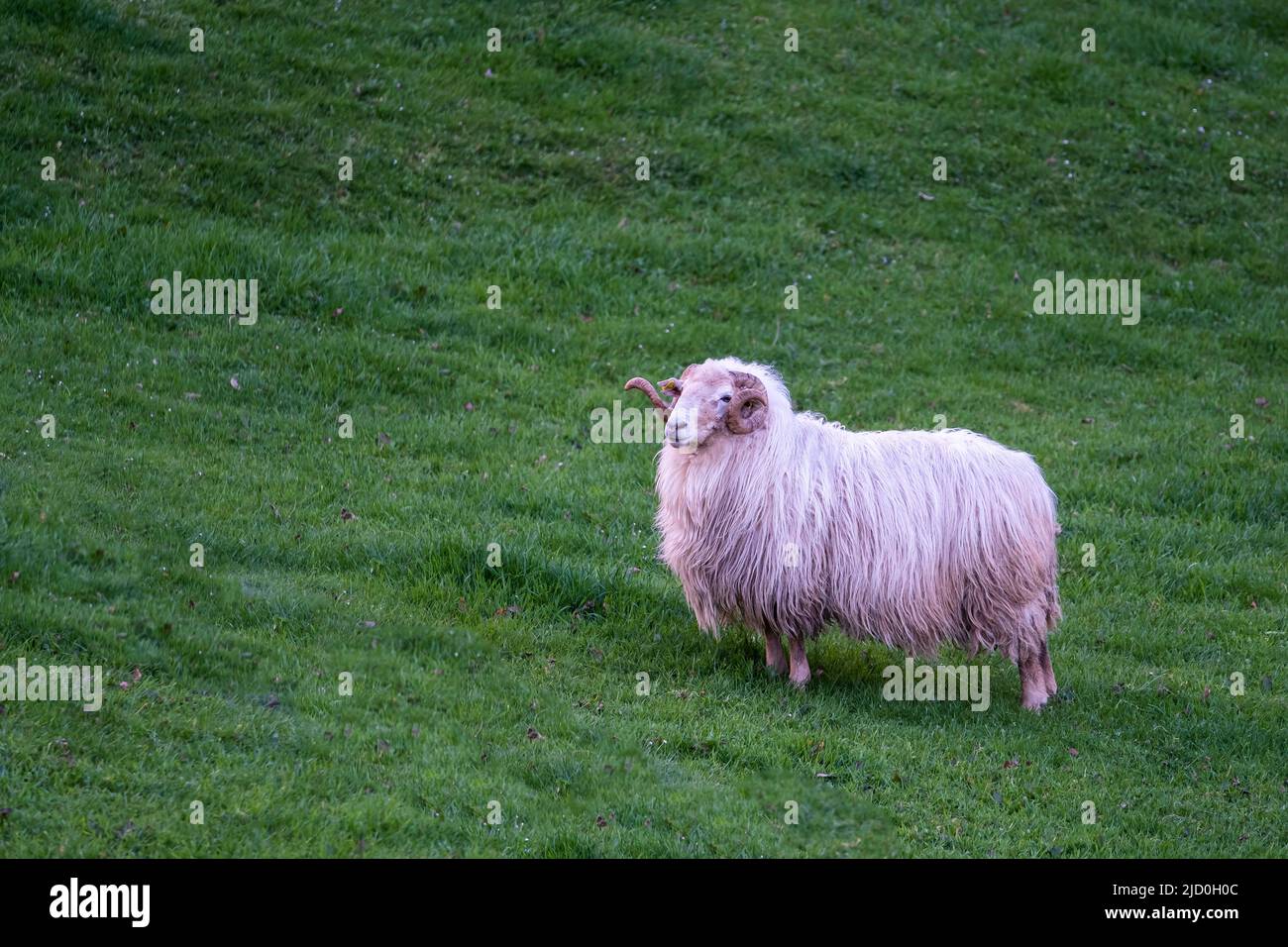 un mouton mâle adulte avec de la laine encore non court, bélier blanc ...